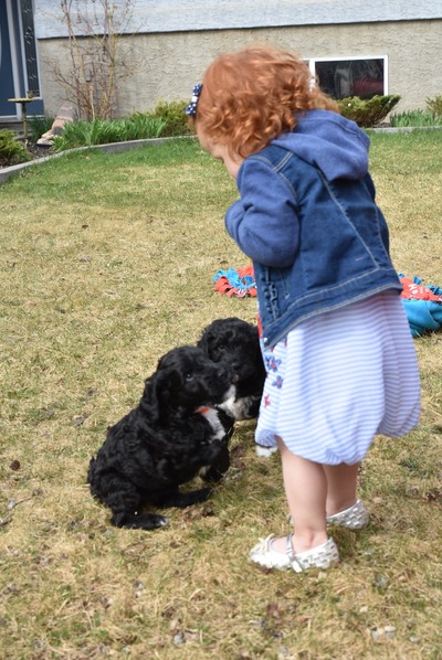 Home | Whoosh Portuguese Water Dogs | Greg Illchuk